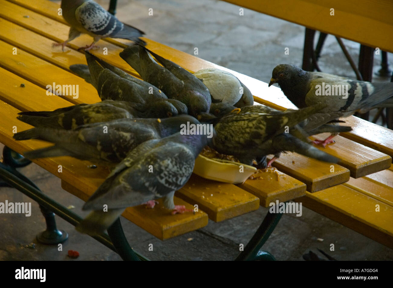 Greedy bird hi-res stock photography and images - Alamy