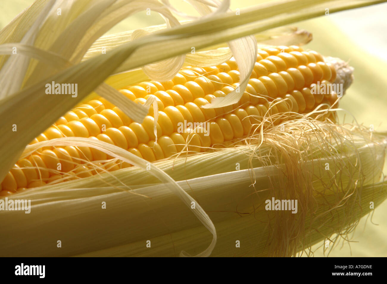 Sweet Corn Golden Corn Latin Name Zea mays Bhutta Makai Crop Corn Maize ...