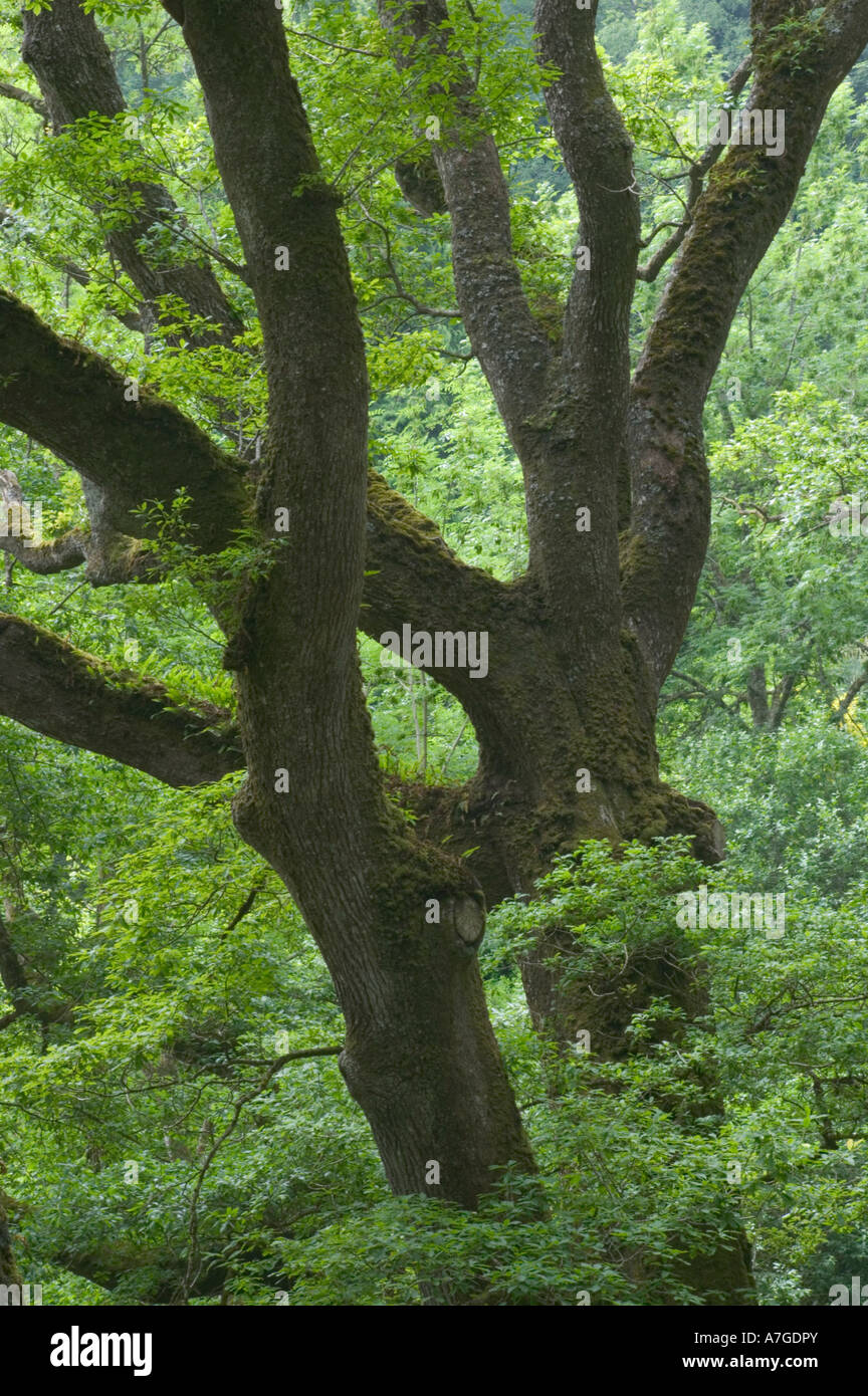 Permanent forest hi-res stock photography and images - Alamy