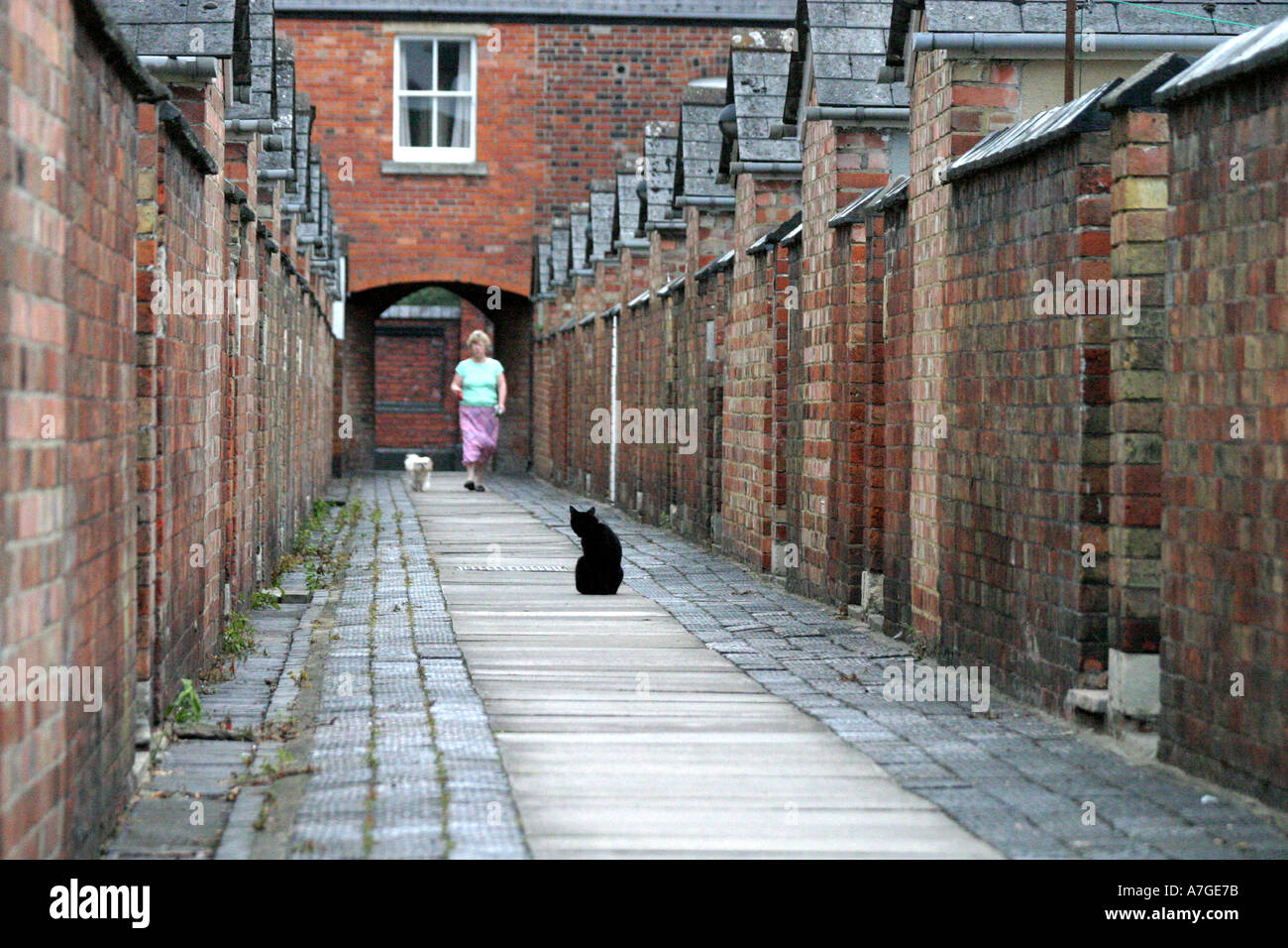 A cat in a back alley spies distant danger from an approaching dog ...