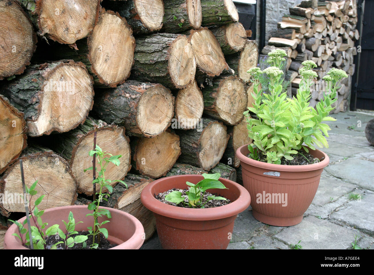 A pile of neatly stacked logs ready for the wood burner Stock Photo - Alamy