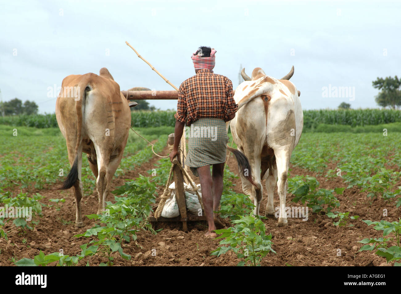farmer ploughing field, India Stock Photo - Alamy