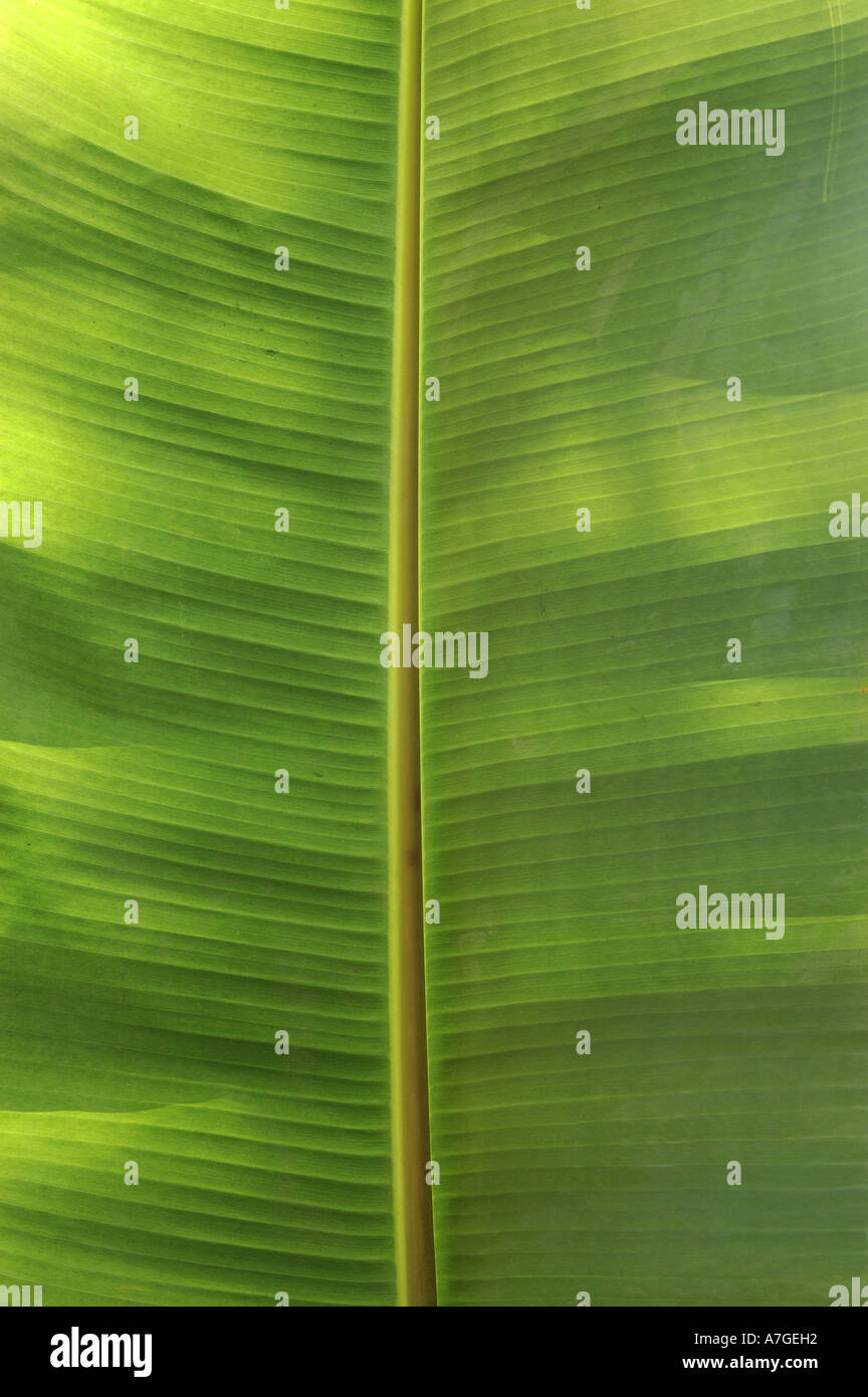 Musa sapientum hi-res stock photography and images - Alamy