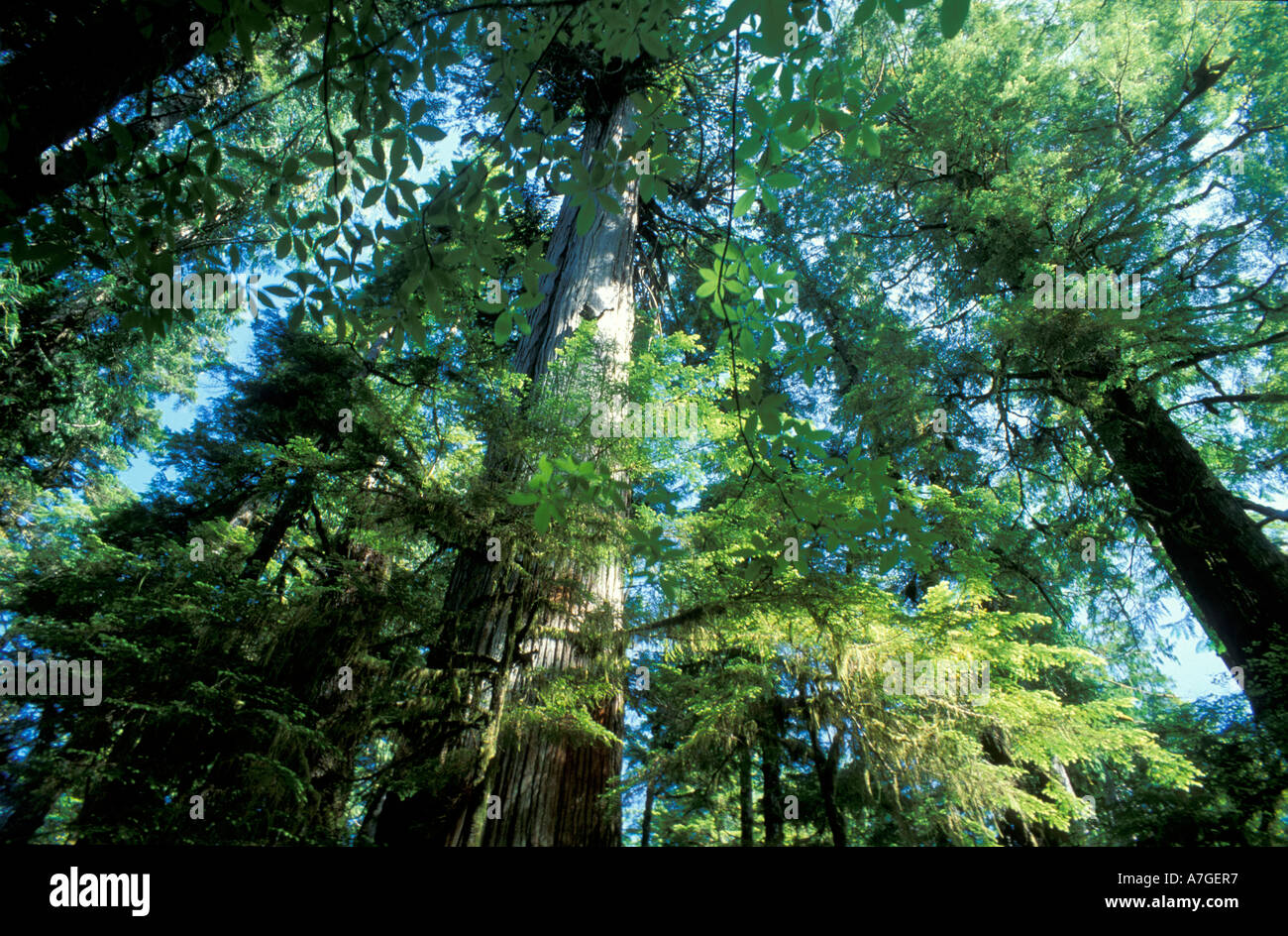 Temperate Rain Forest Vancouver Island British Columbia Canada Stock ...