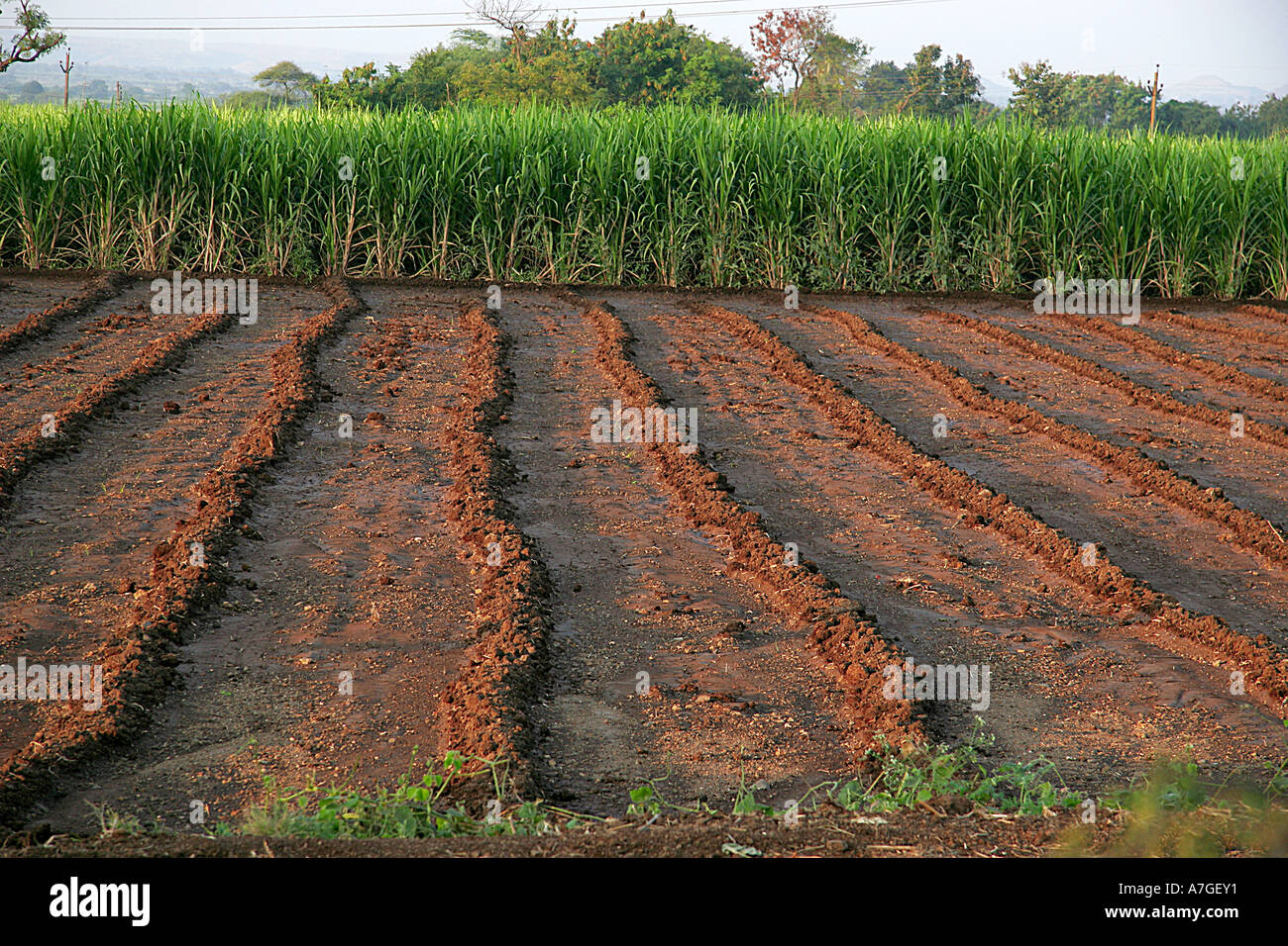 Sugarcane field, Pune, Maharashtra, India, asia Stock Photo - Alamy