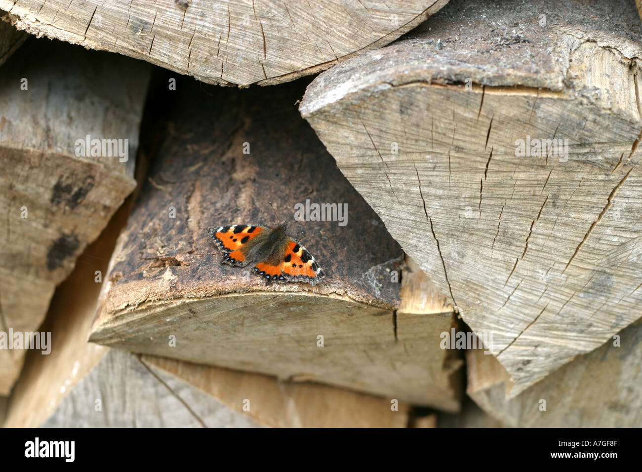 A butterfly resting on a wood pile Stock Photo - Alamy