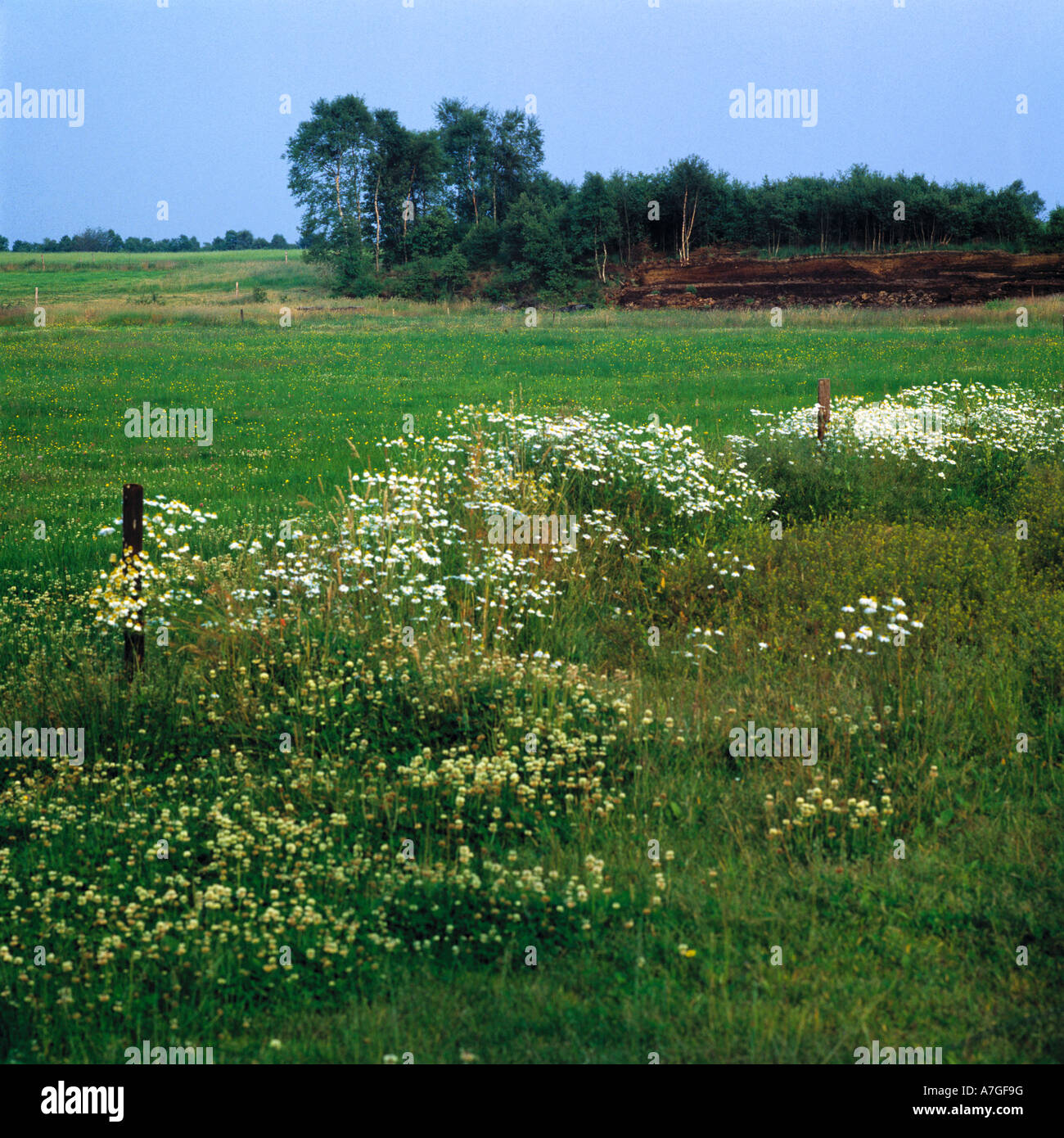 Moorlandschaft Teufelsmoor bei Worpswede in Niedersachsen Stock Photo ...
