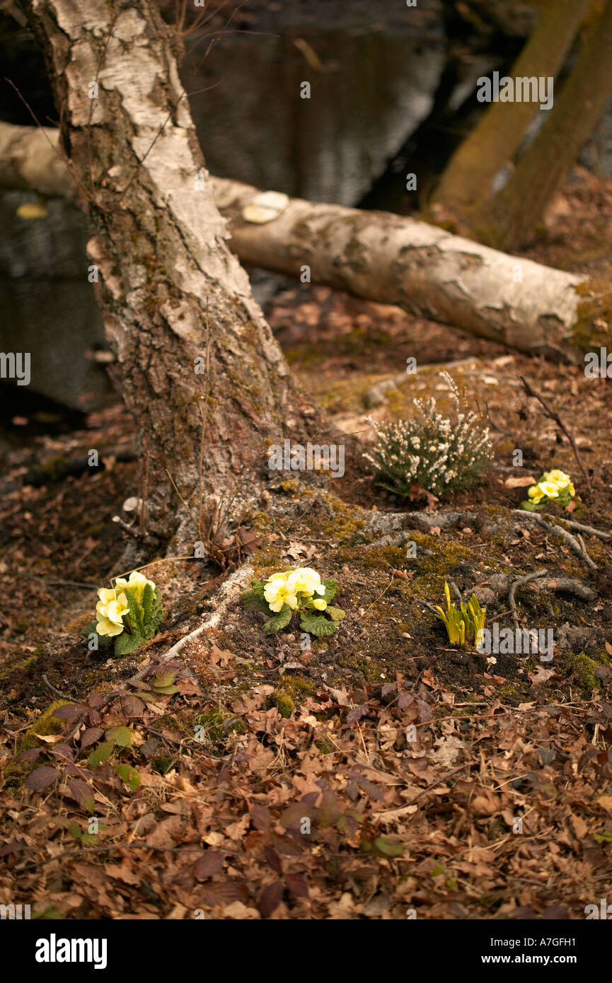 spring flowers in woodland Stock Photo - Alamy