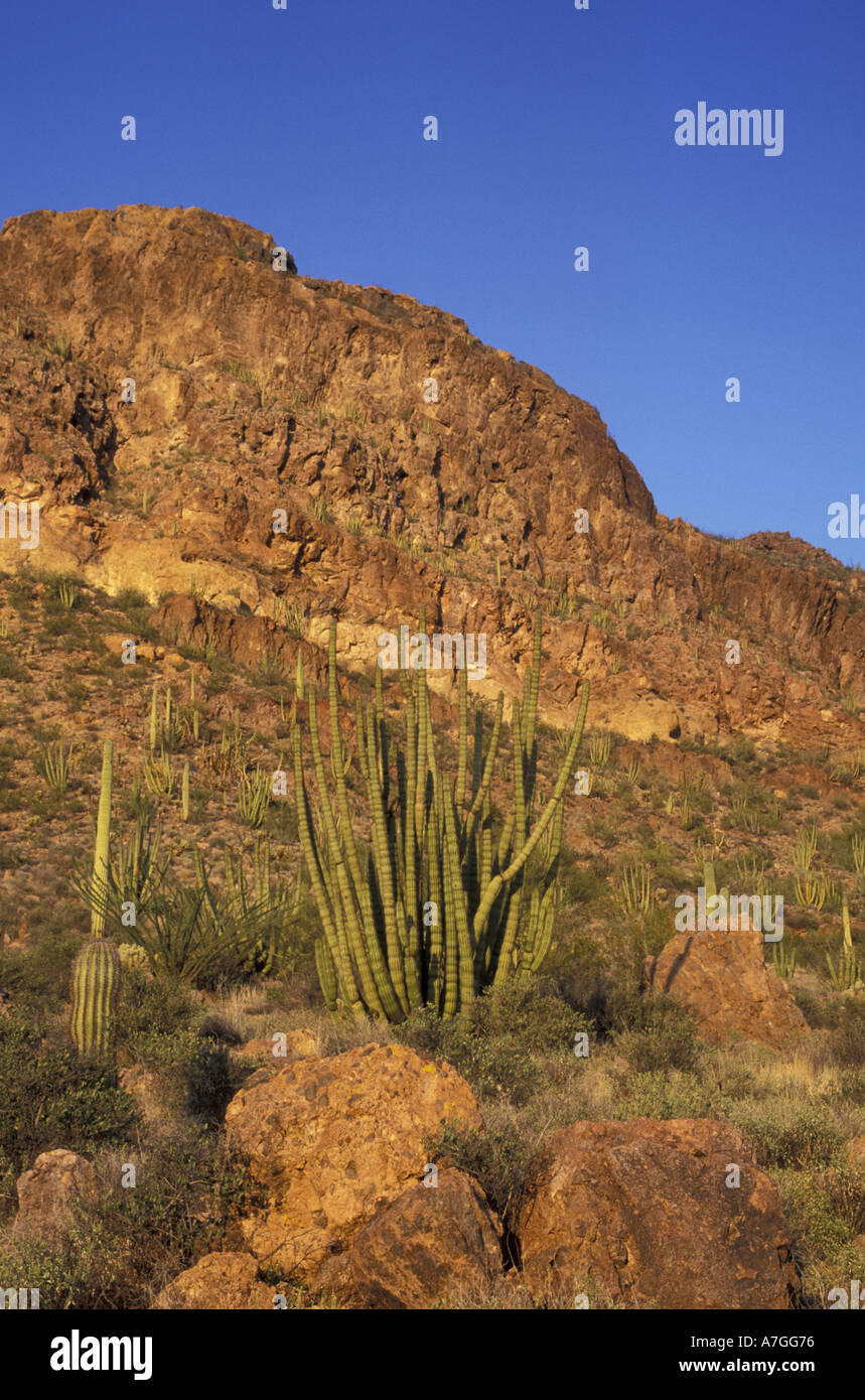 Organ pipe national forest hi-res stock photography and images - Alamy