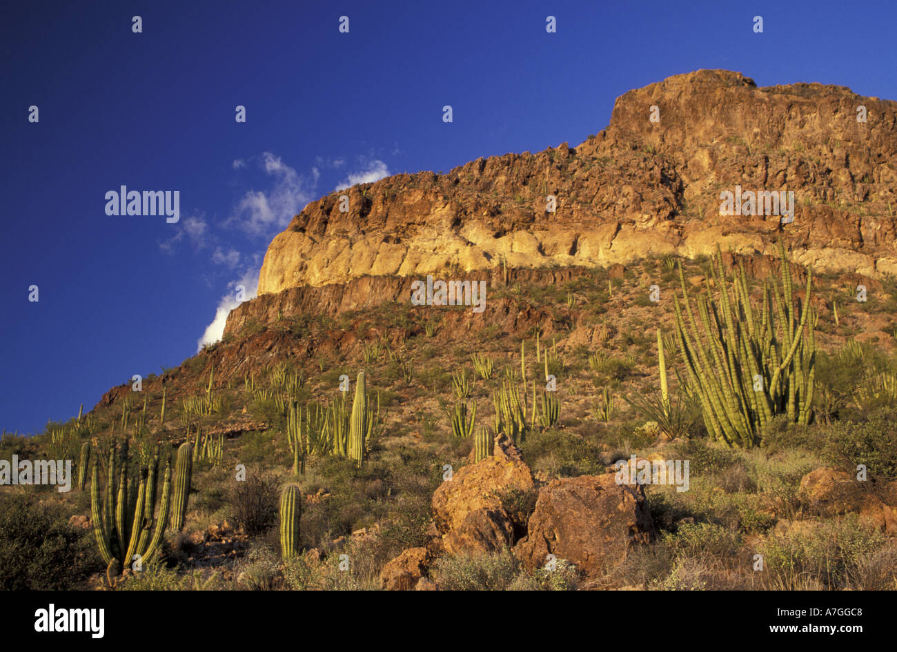 Organ pipe national forest hi-res stock photography and images - Alamy