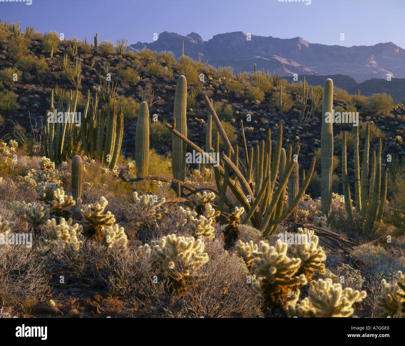Organ Pipe National Monument Az Usa Organpipe Saguaro And Cholla