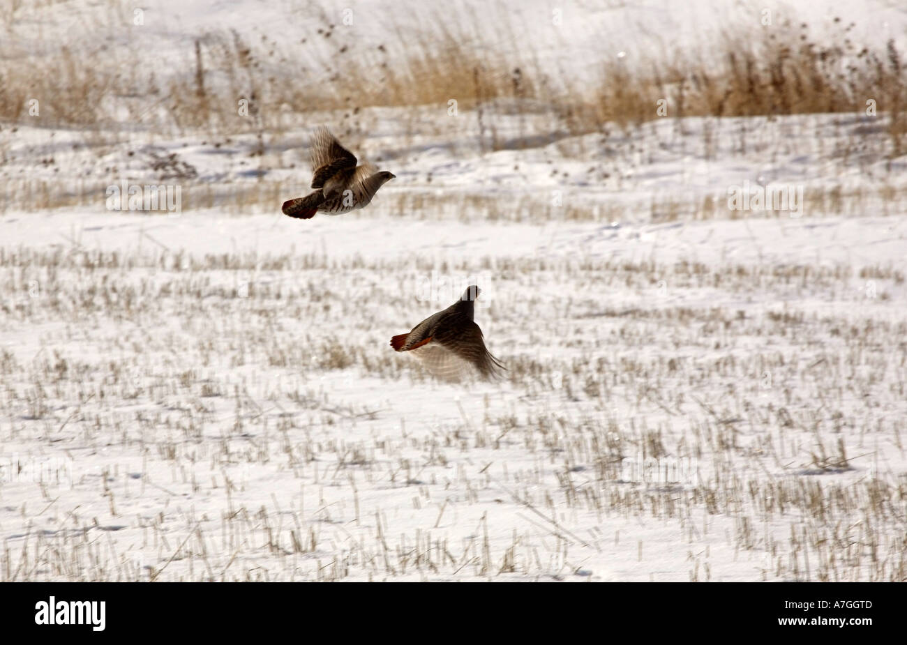 Two Gray Partridge taking flight in scenic Saskatchewan Canada Stock ...