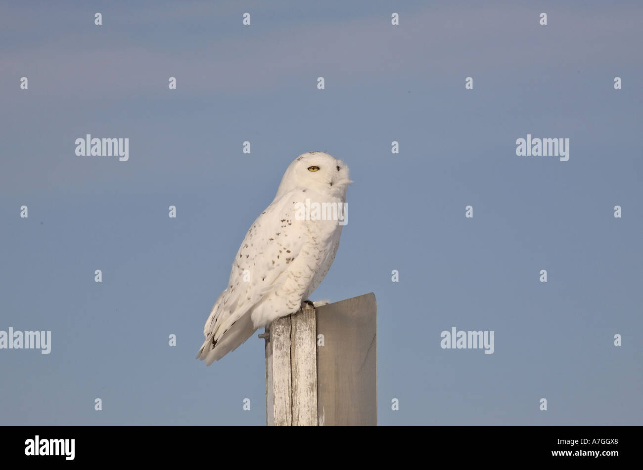 Male snowy owls hi-res stock photography and images - Alamy