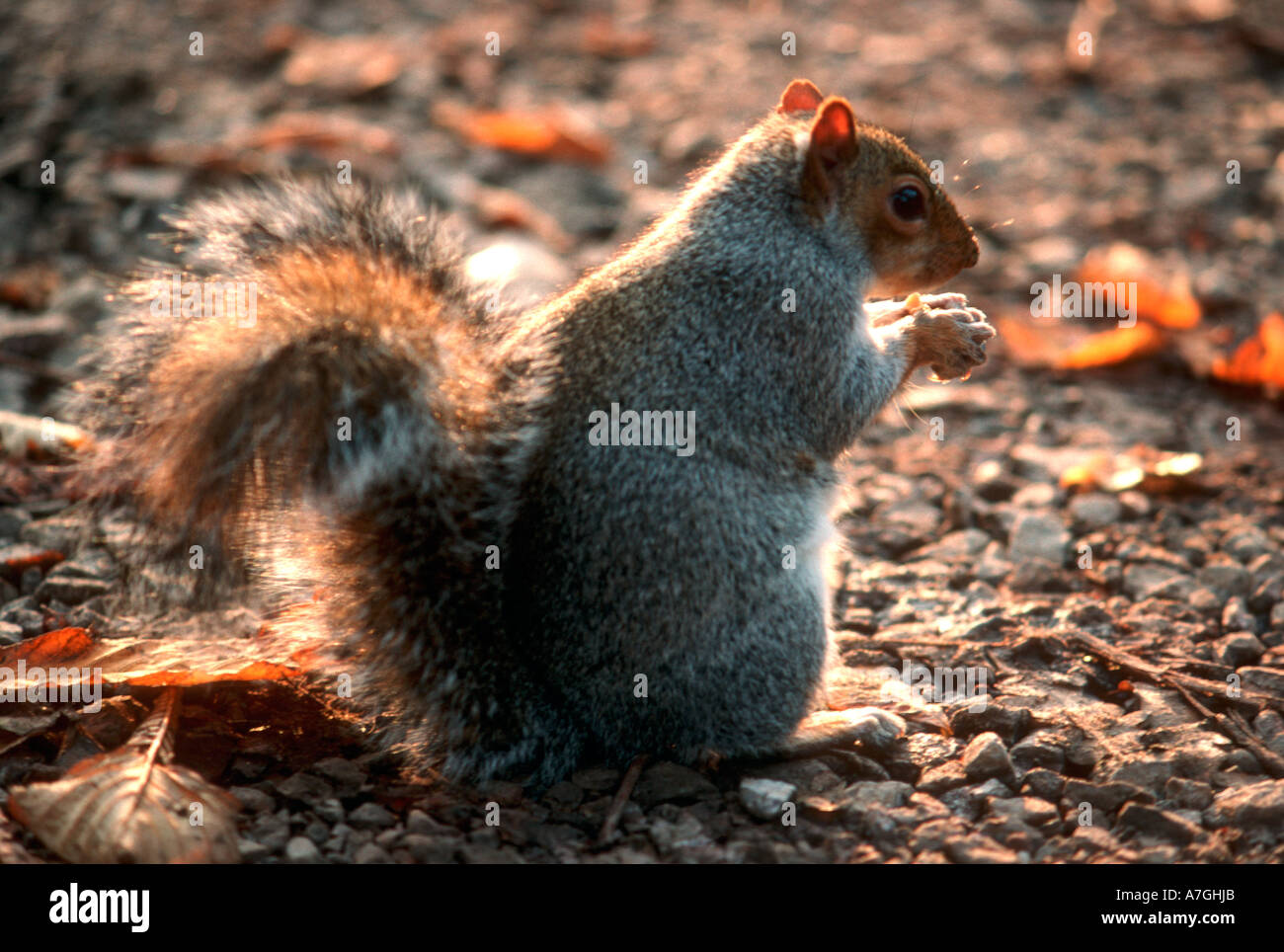 Grey Squirrel with his tail softly lit by the autumn sun Stock Photo ...