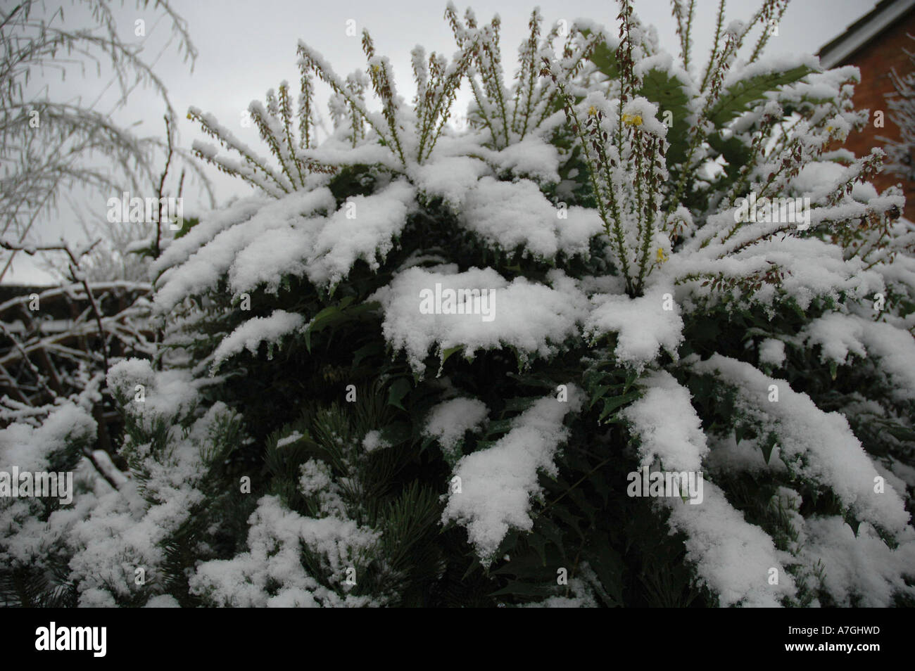 Snow on garden plants Stock Photo - Alamy