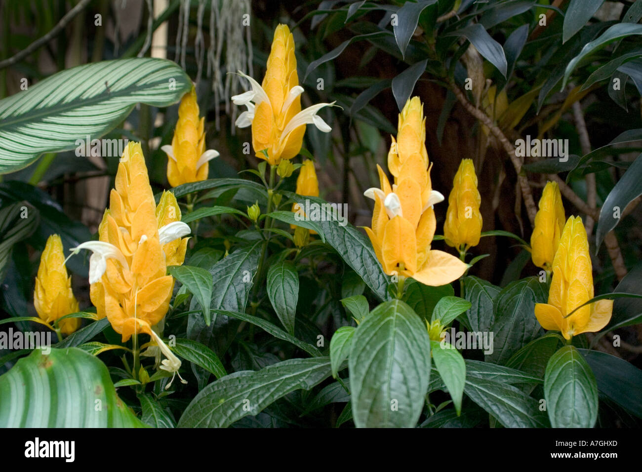 Orchids; Seattle, Washington Stock Photo - Alamy
