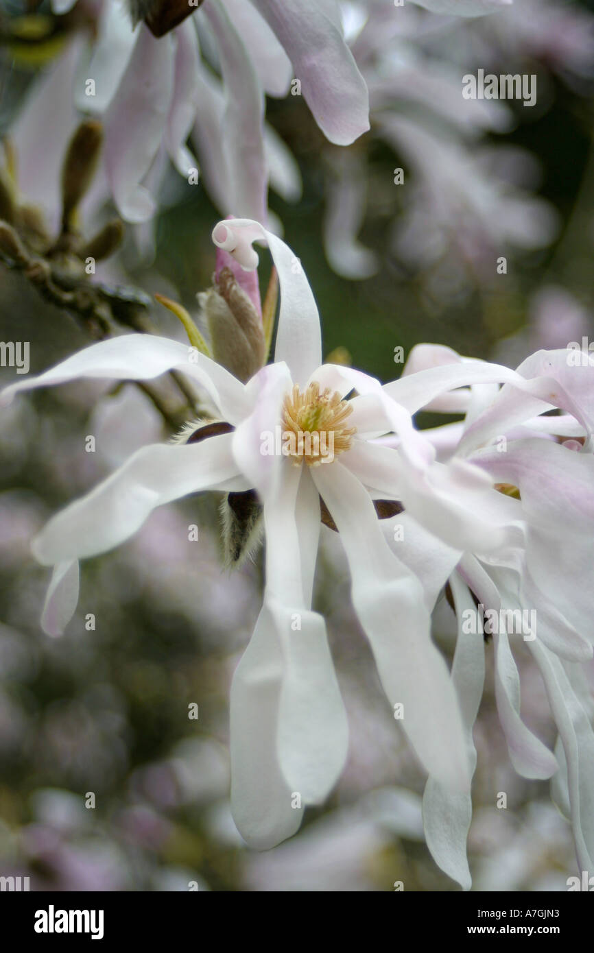 Magnilia trees hi-res stock photography and images - Alamy