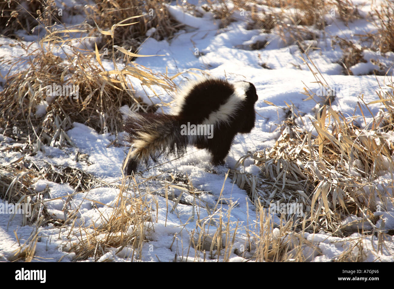 Images skunks hi-res stock photography and images - Alamy