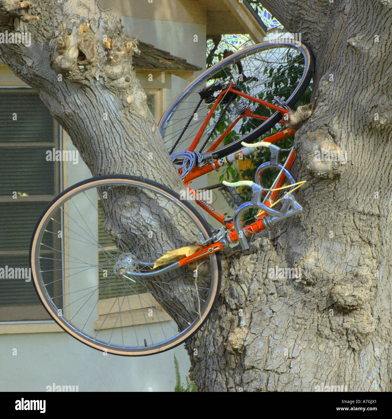 Bike in Tree Stock Photo - Alamy