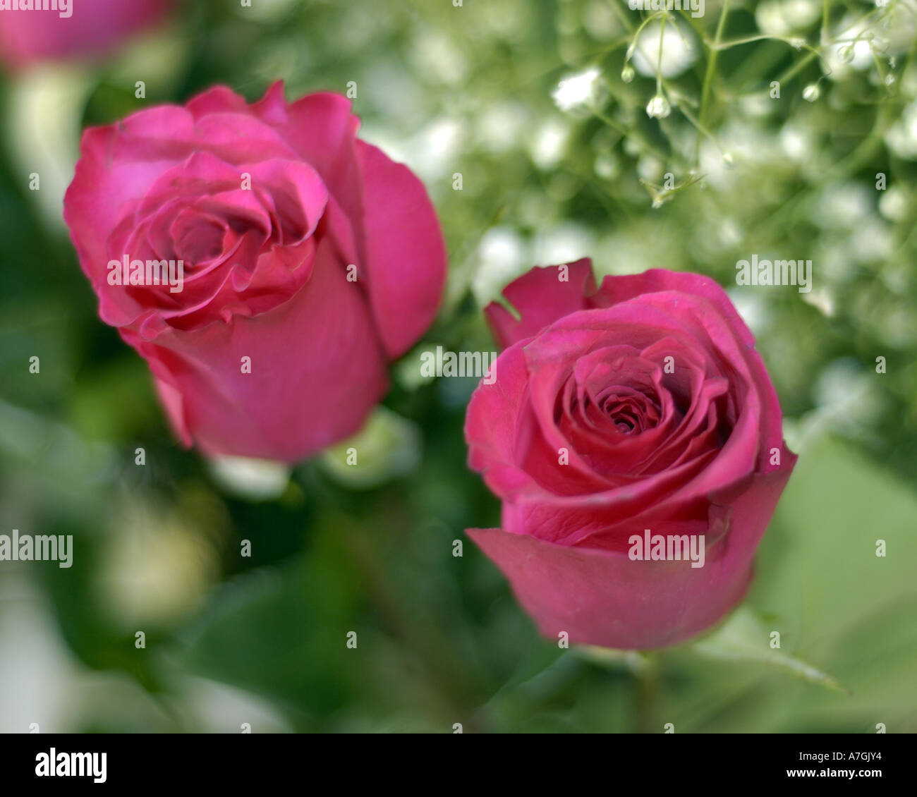 Romantic Rose Pair Stock Photo - Alamy