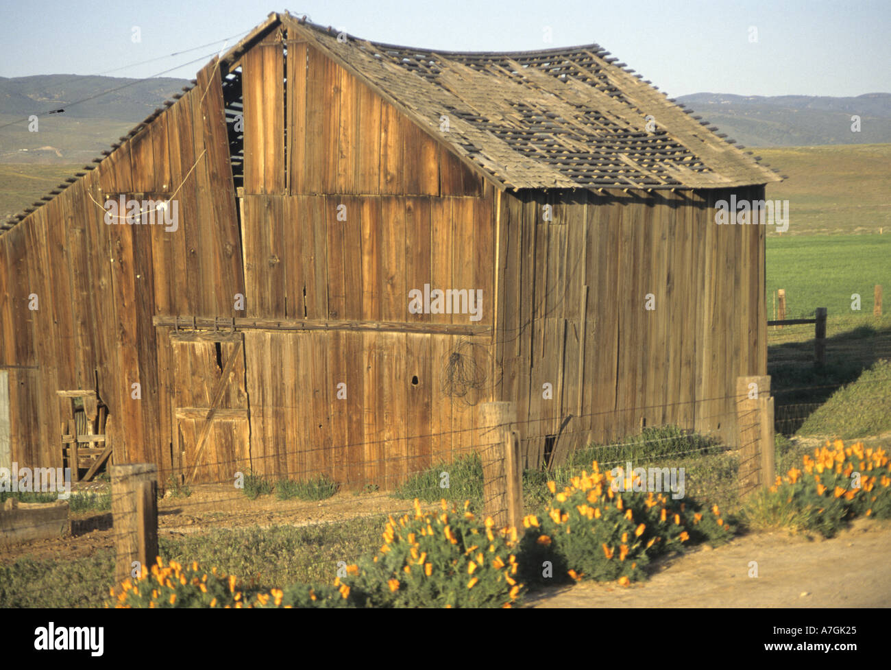 NA, USA, CA, Antelope Valley. Old Wood Barn with California Poppies ...