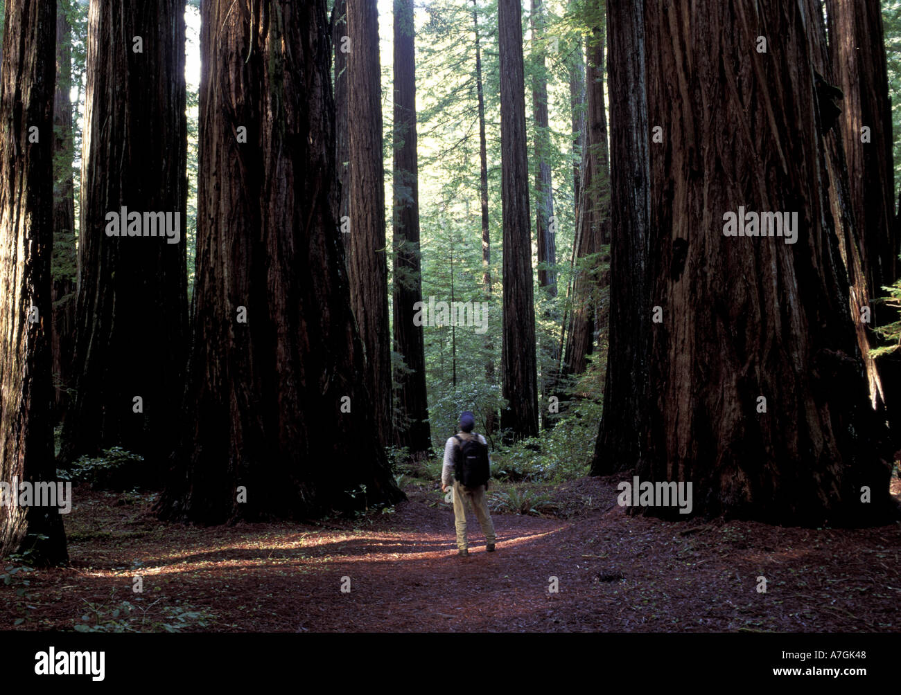 North America, USA, CA, Redwoods National Park Stock Photo - Alamy