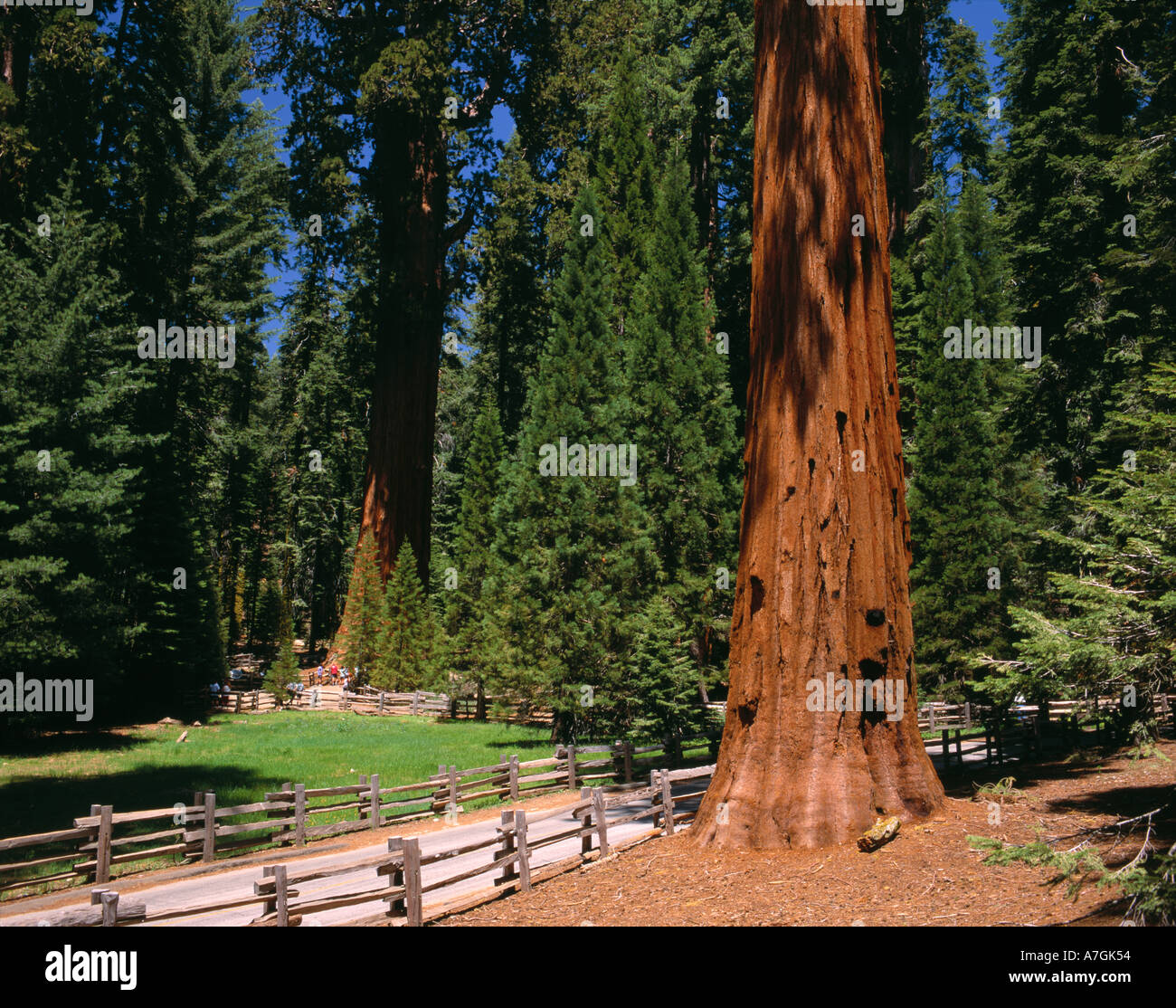 General sherman tree and base hi-res stock photography and images - Alamy