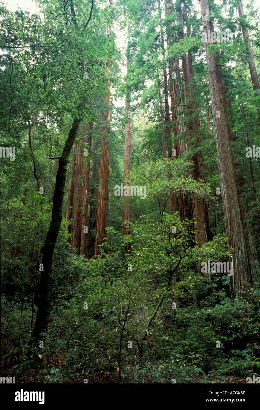 NA, USA, California, Marin County, Muir Woods National Monument, old ...