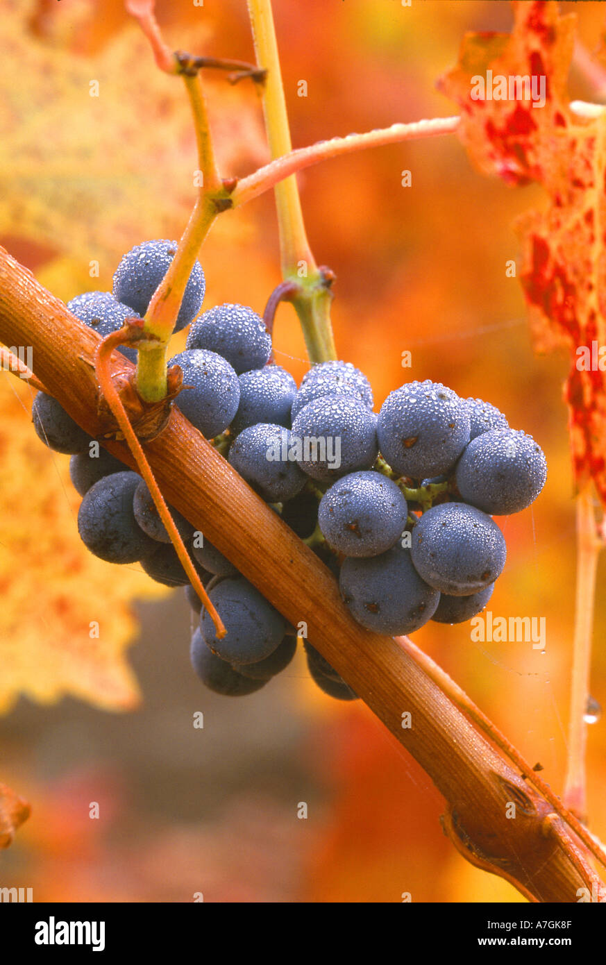 USA, California, Napa Valley, wine country, dew on cabernet grapes in ...