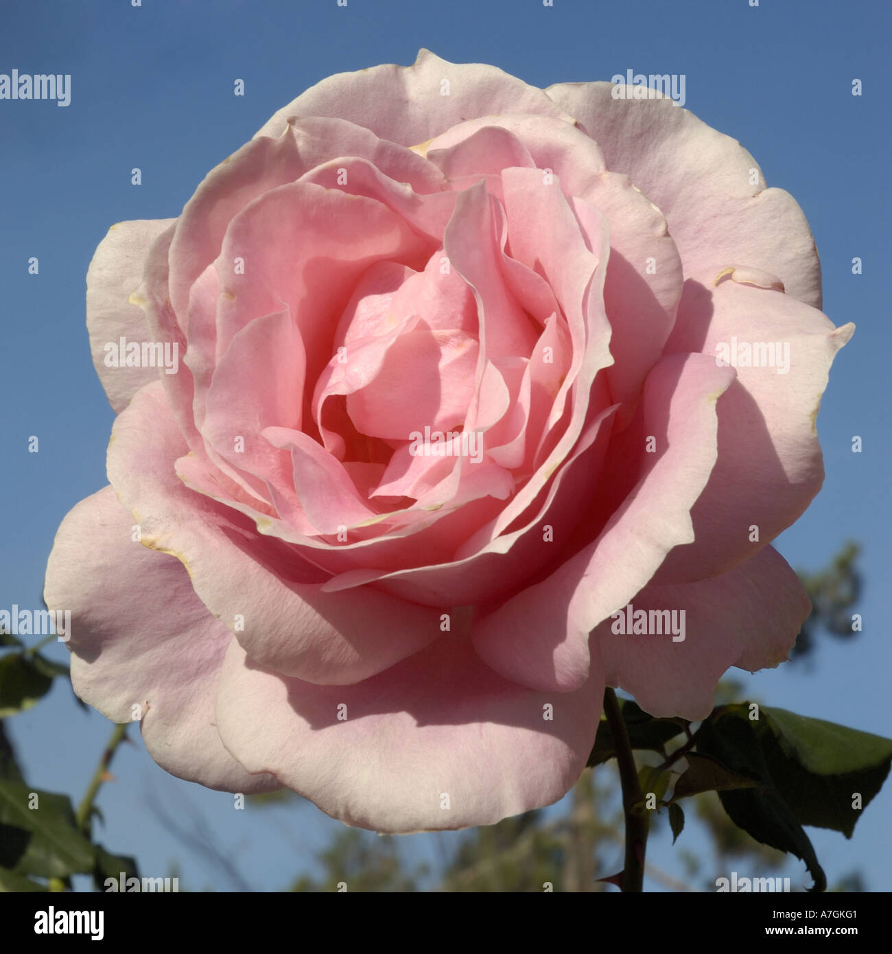 Pink bewitched tea rose hi-res stock photography and images - Alamy