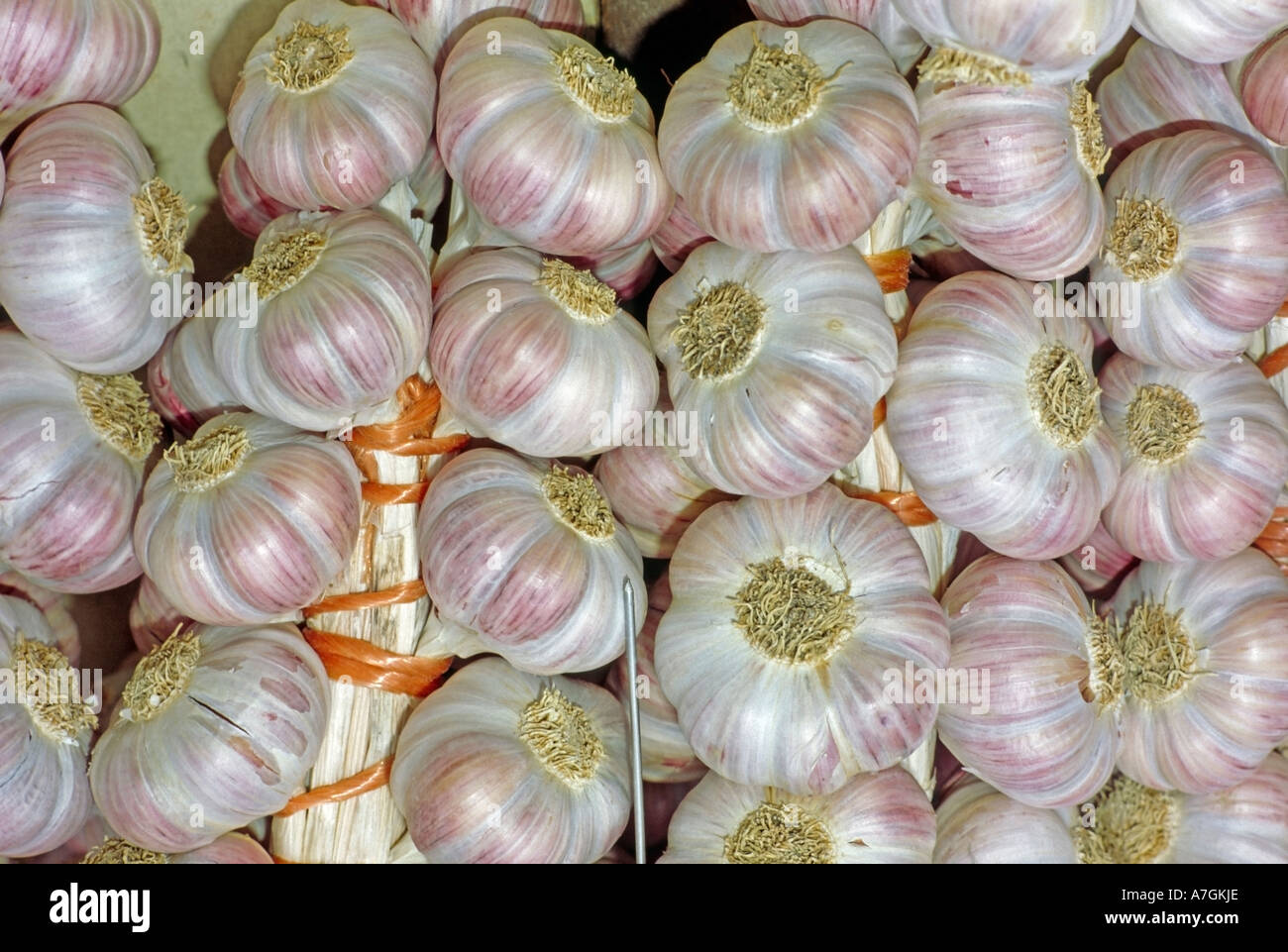 garlic bundled in plaits braids Stock Photo - Alamy