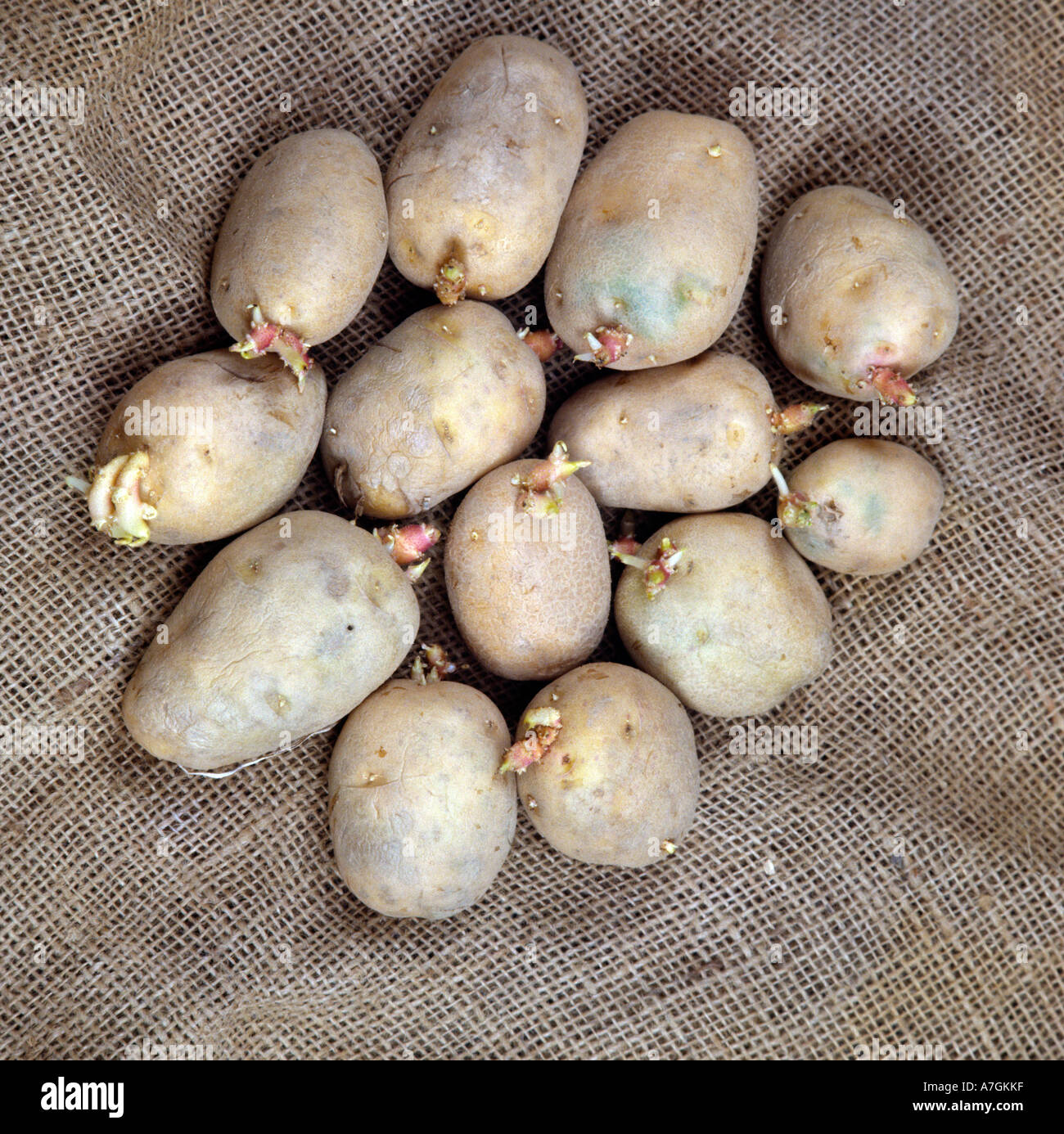 old potatoes with sprouts on potatoe sack Stock Photo - Alamy
