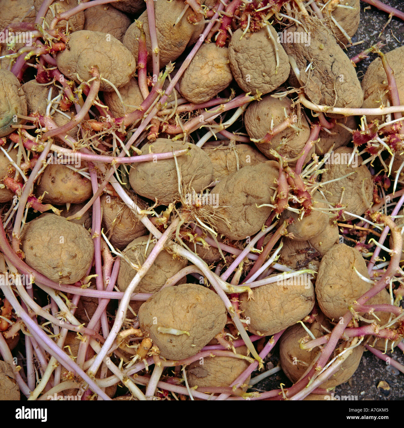 old wrinkled potatoes with long sprouts and young shoots Stock Photo ...