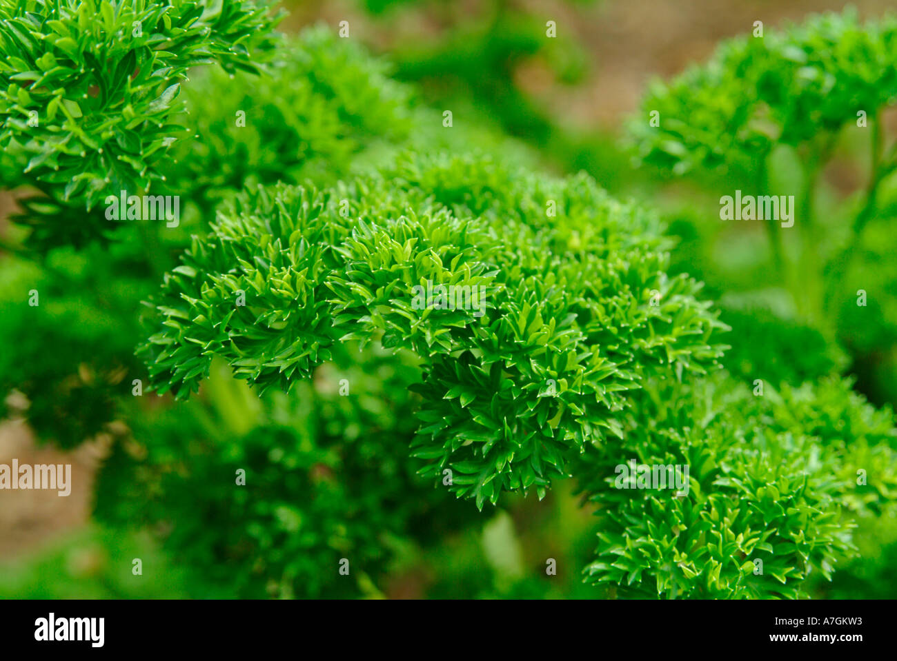 leaf of parsley close up Stock Photo - Alamy
