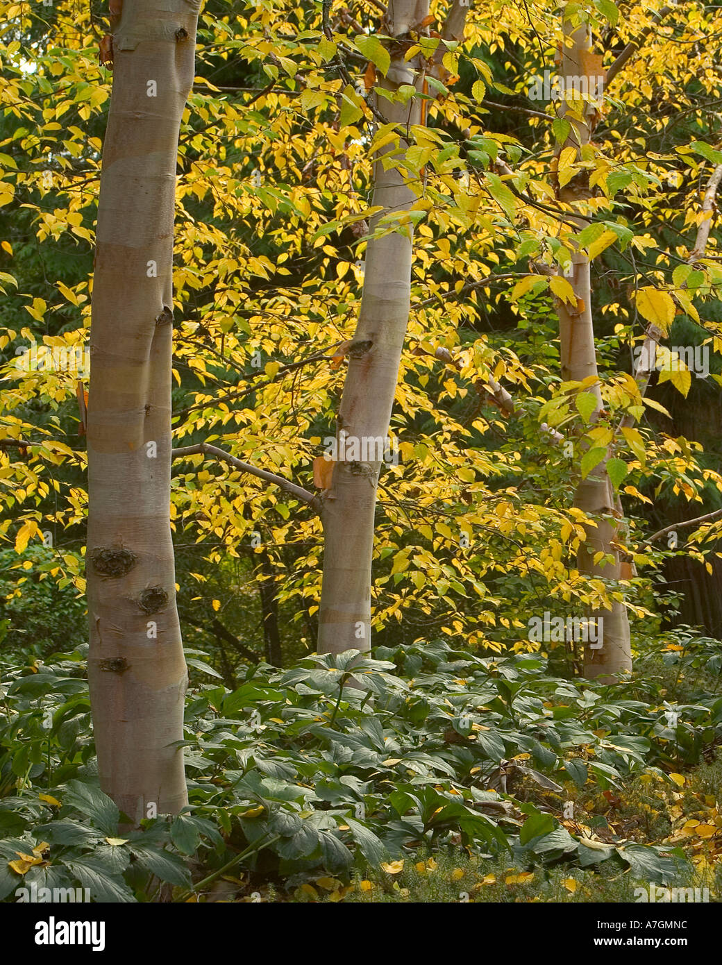 Chinese red birch hi-res stock photography and images - Alamy
