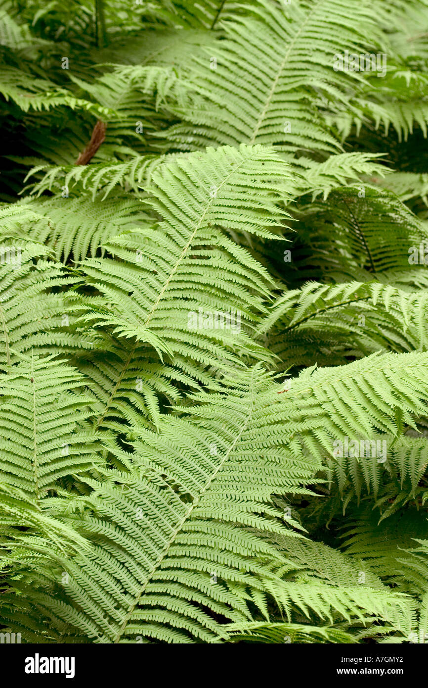 Sword Fern; Seattle arboretum, Washington Stock Photo - Alamy