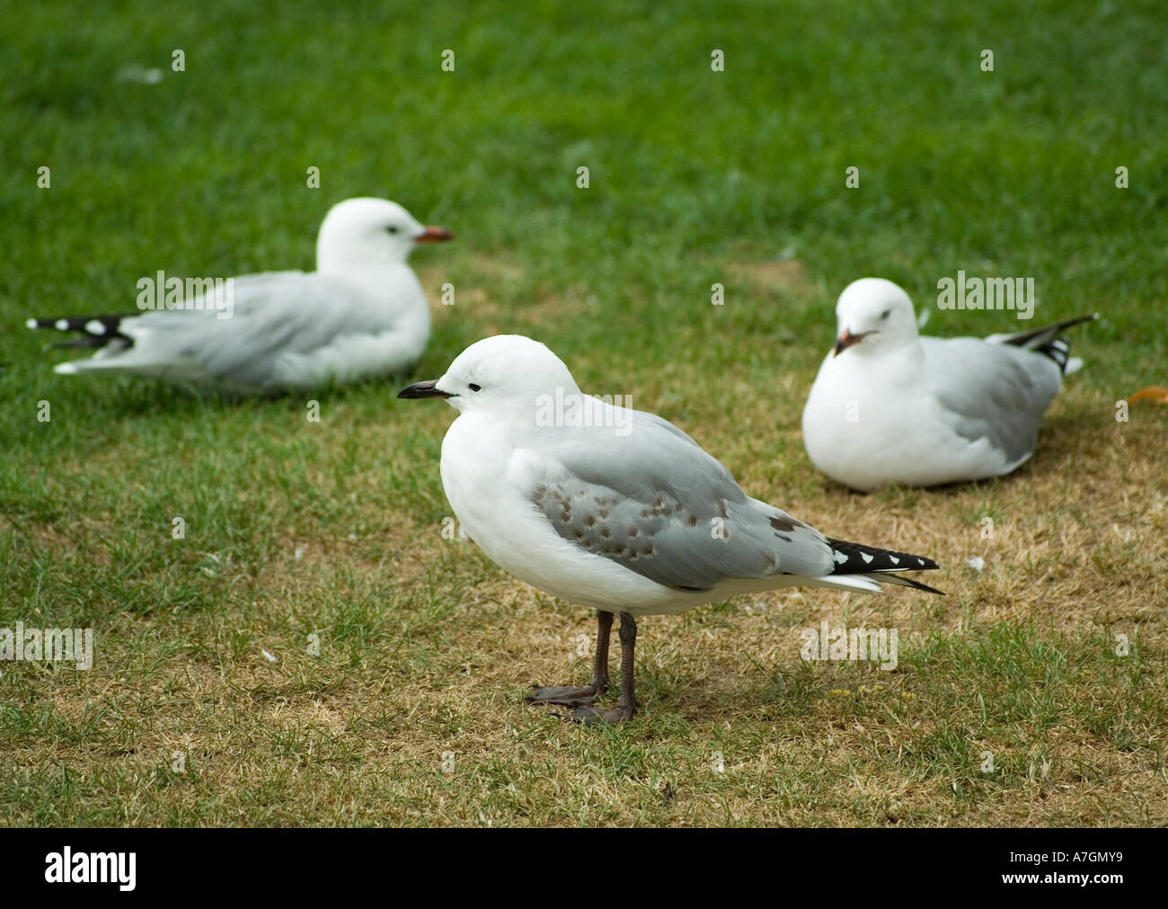 Victoria square christchurch hi-res stock photography and images - Alamy