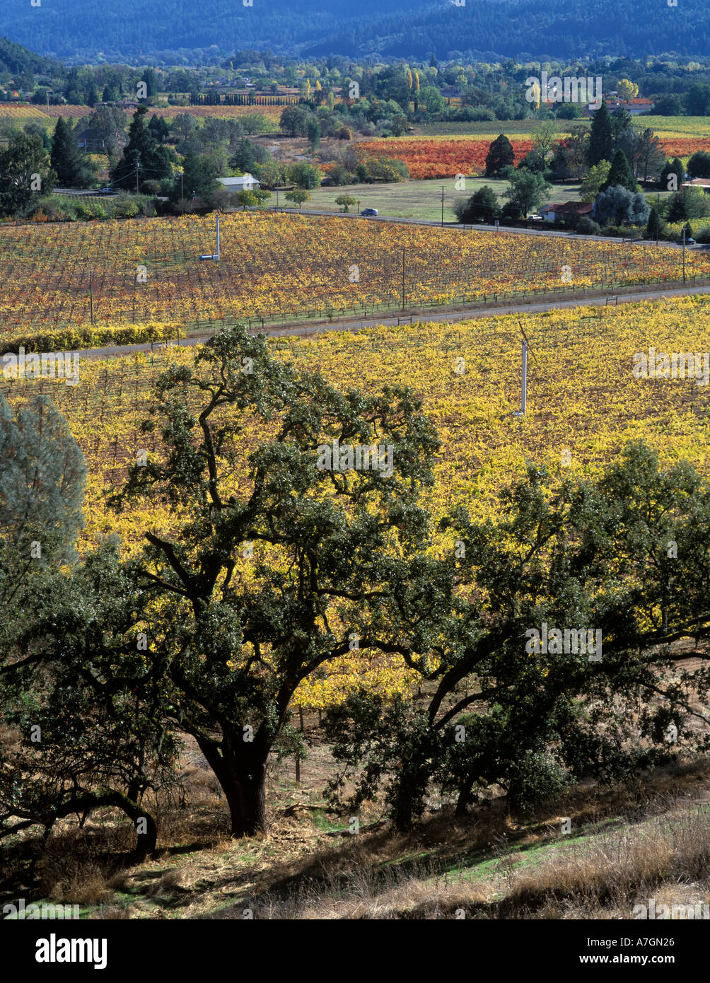 California, Napa Valley, Calistoga. Silverado Trail turns into Highway ...