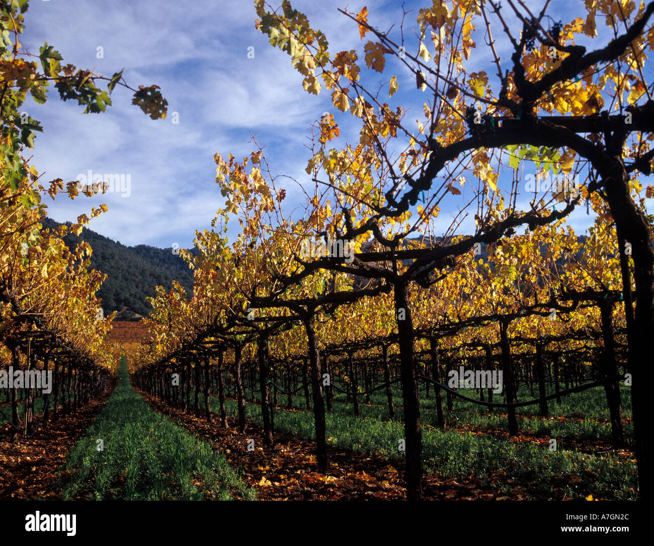 Silver oak cellars hi-res stock photography and images - Alamy