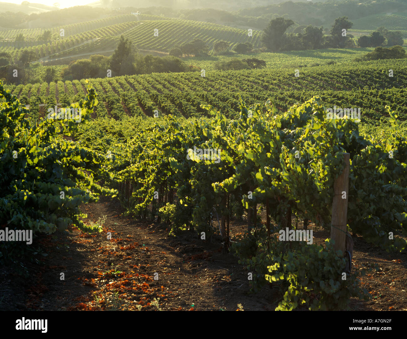 USA, California, Sonoma County, Carneros Ava. Bright green vineyards ...