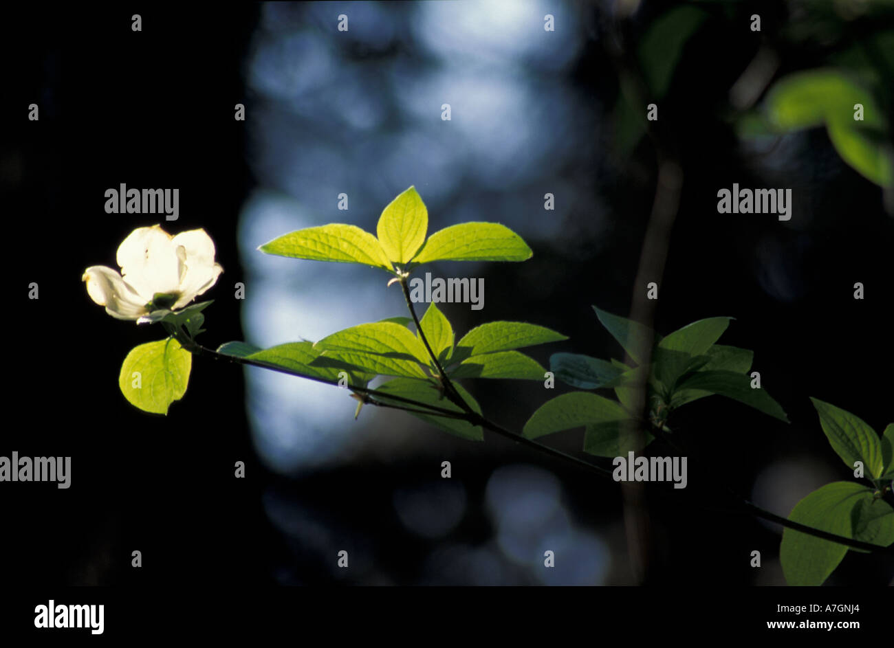 Sequoia branch hi-res stock photography and images - Alamy