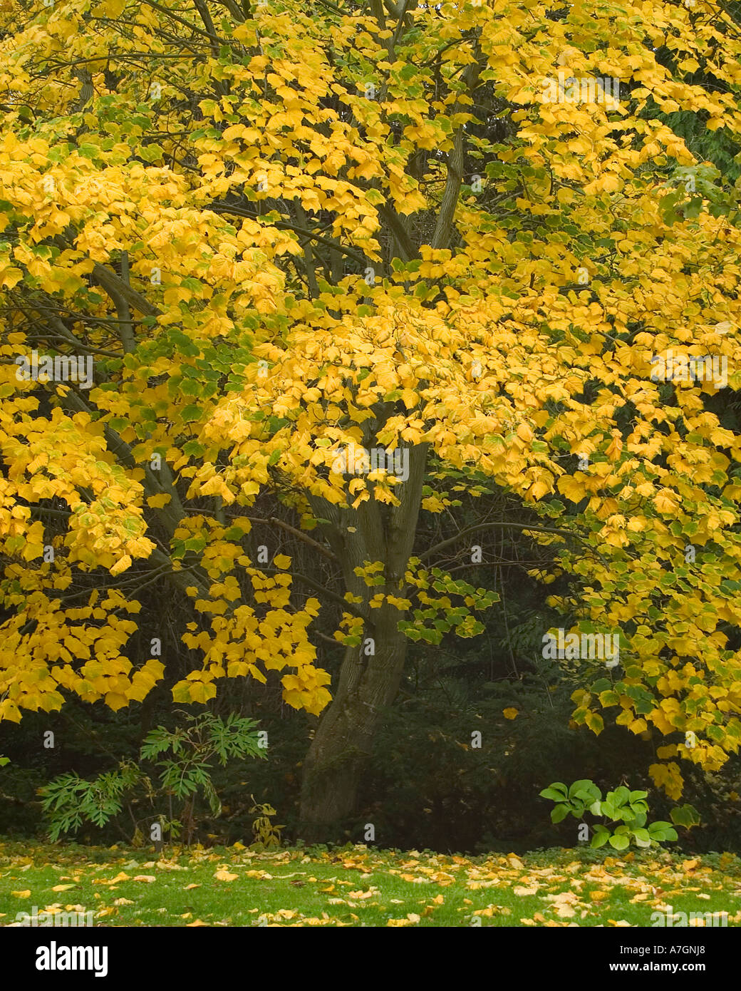 Fall foliage; Washington Arboretum, Seattle Stock Photo - Alamy