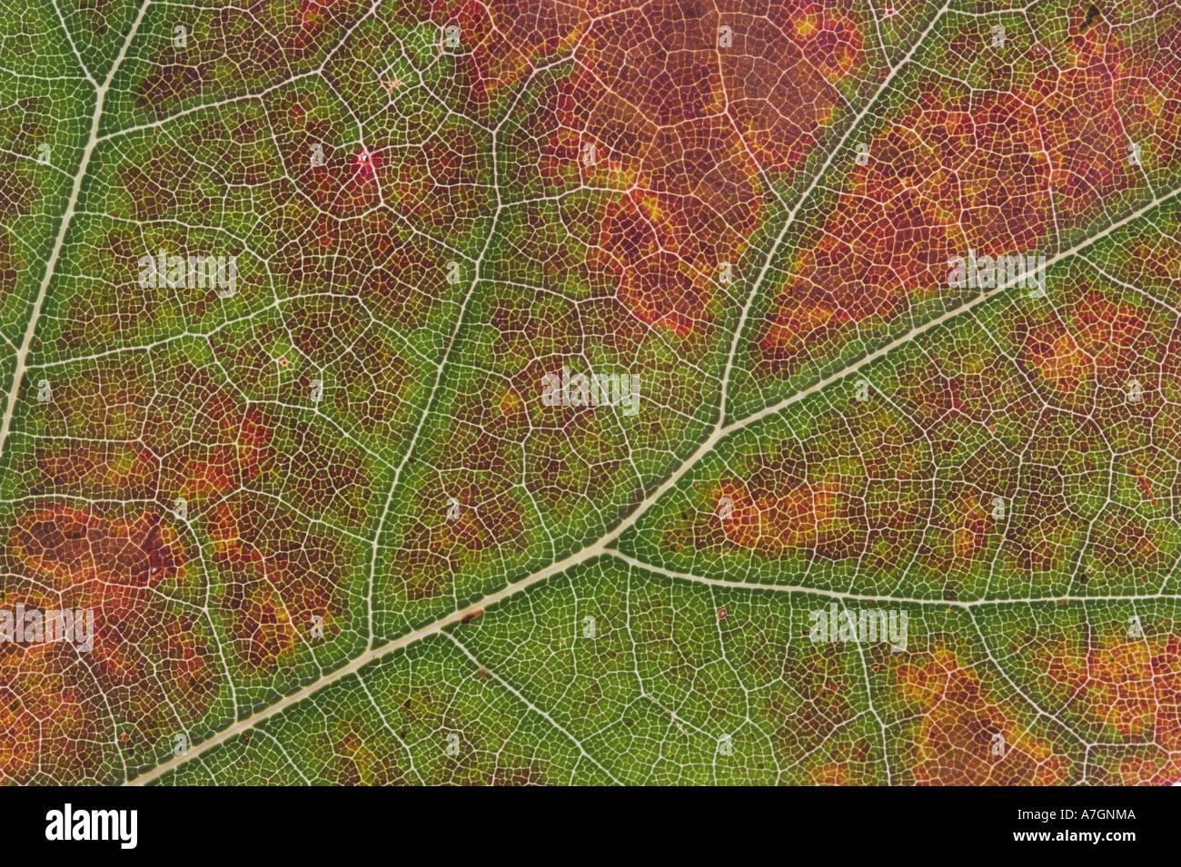 Oak leaf venation hi-res stock photography and images - Alamy