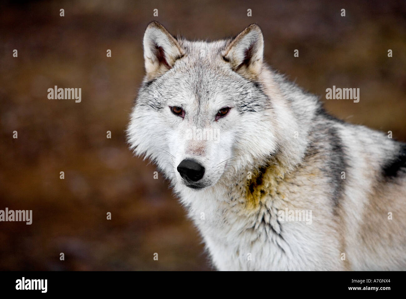 Timber wolf, Montana Stock Photo - Alamy