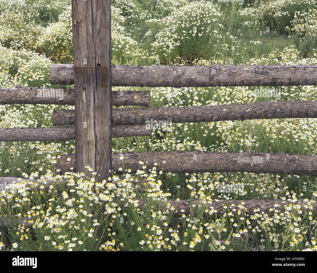 Matricaria perforata hi-res stock photography and images - Alamy