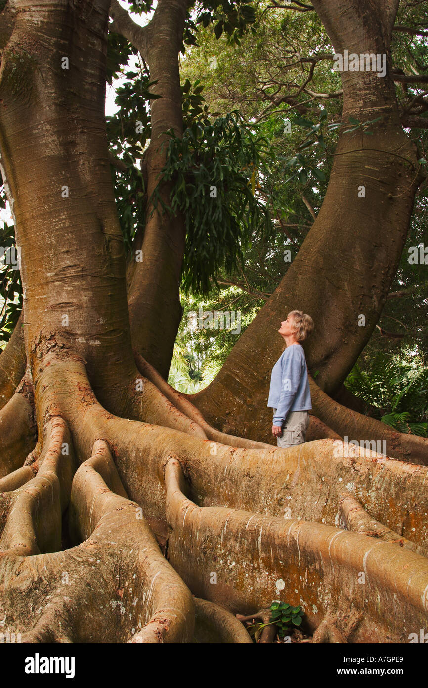 Morton Bay Fig tree, Ficus macrophylla, Selby Gardens, Sarasota ...