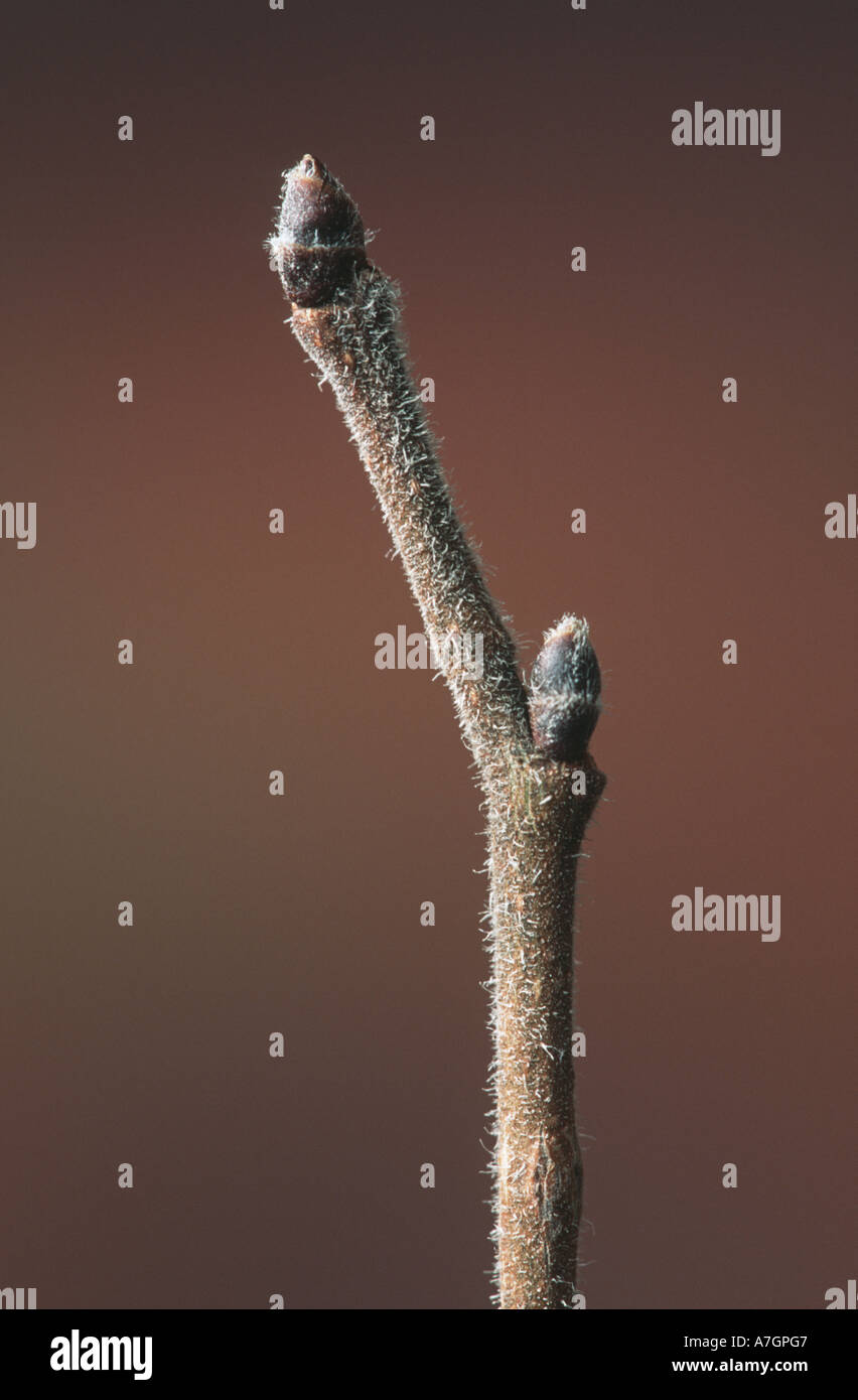 ENGLISH ELM bud in spring Ulmus procera Stock Photo - Alamy