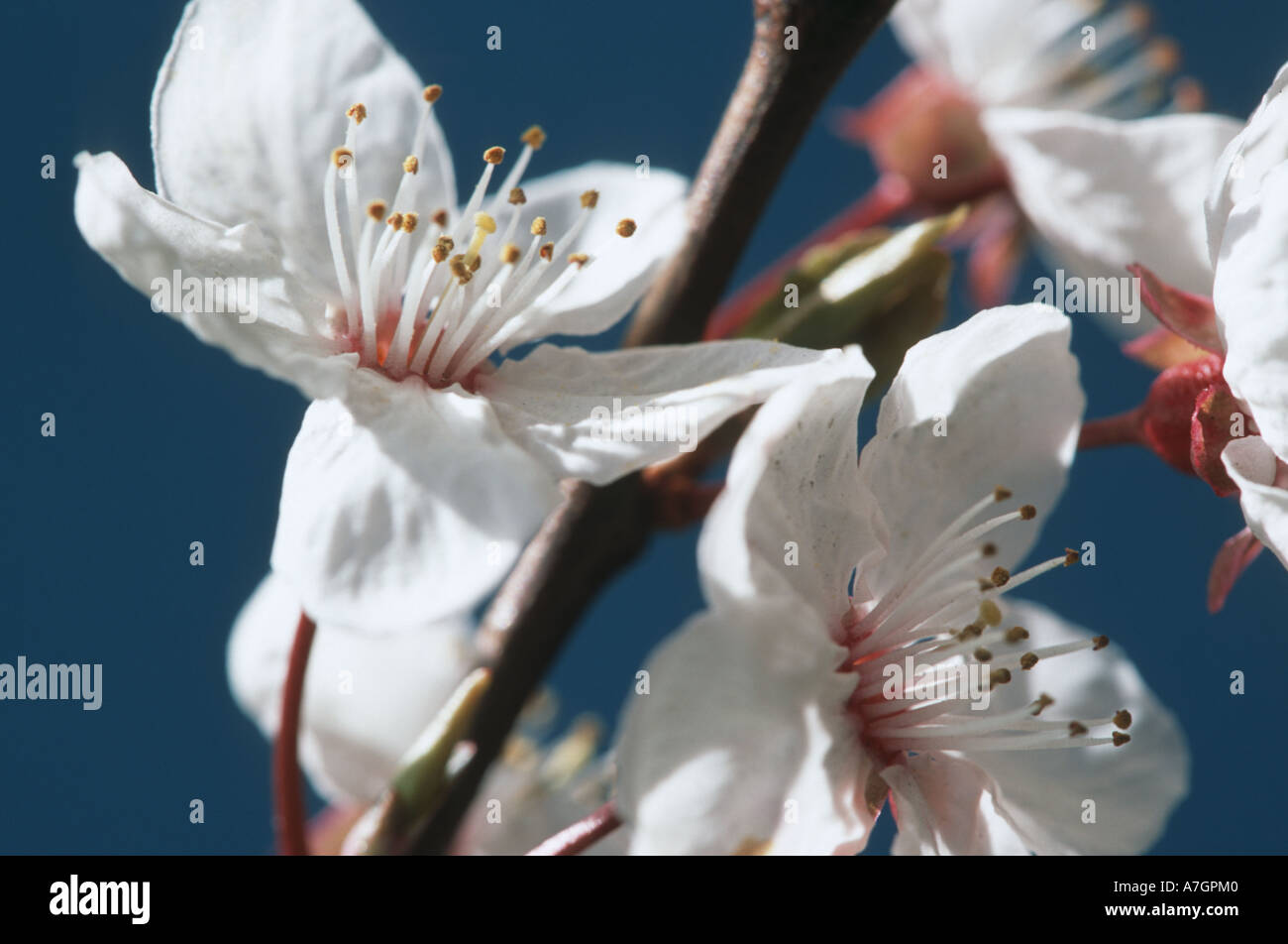 ORNAMENTAL CHERRY tree close up of blossom Prunus sp against a blue ...