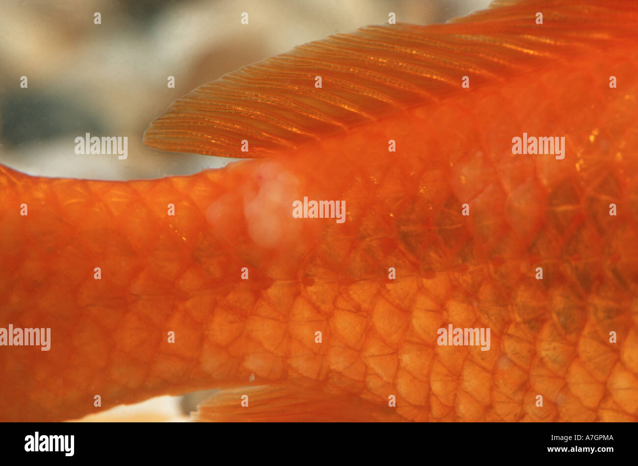 Fungal infection tail goldfish hi-res stock photography and images - Alamy