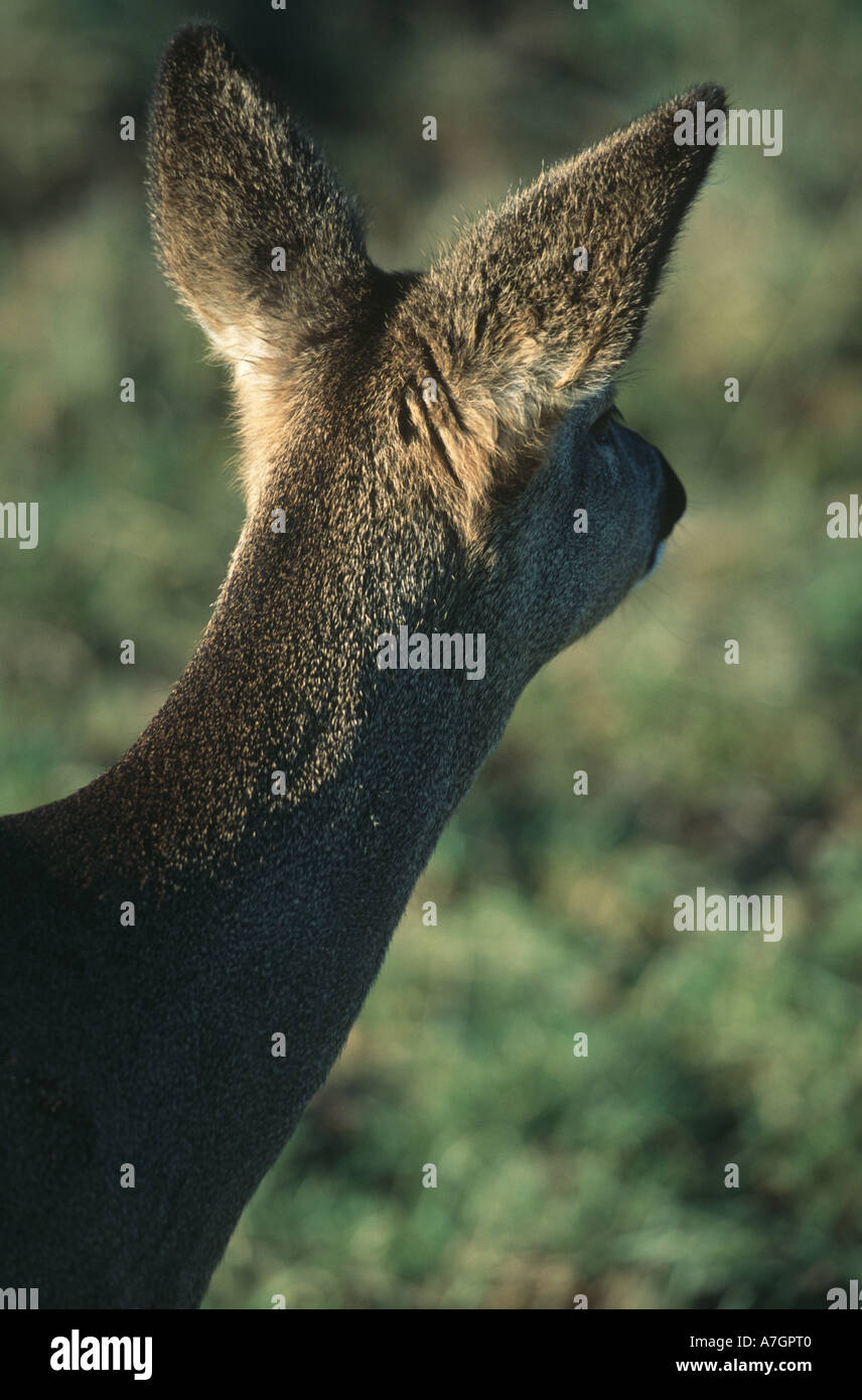 ROE DEER doe view of back of head and ears Capreolus capreolus Stock ...